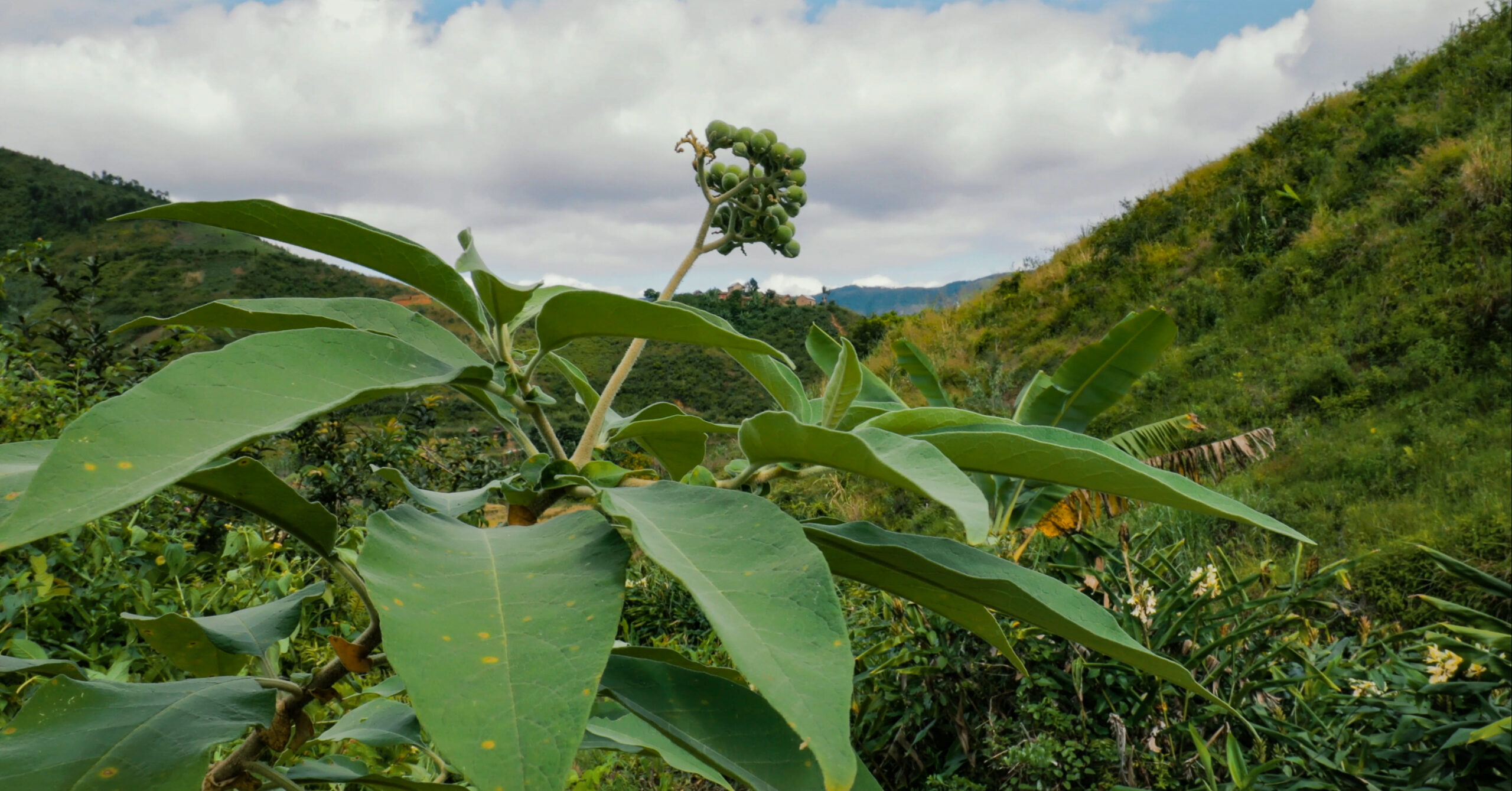 Madagascar_Plants & Fruits 2 - FIDAS